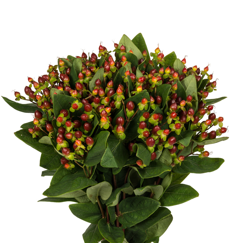 hypericum red leaves