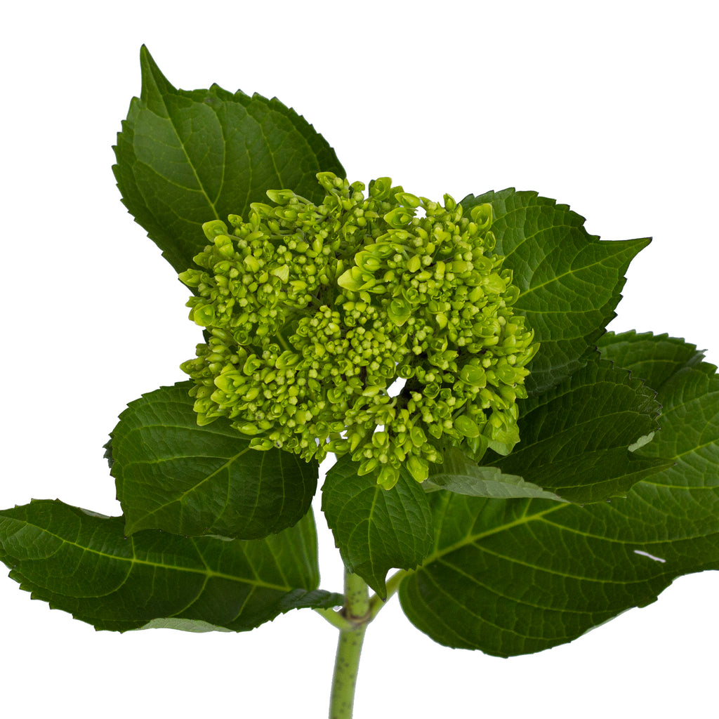 hydrangea mini dark green