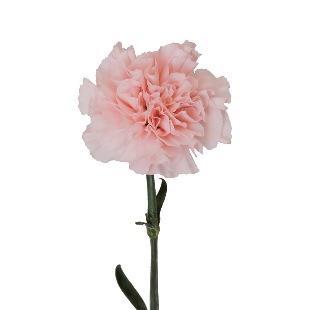 light pink carnation
