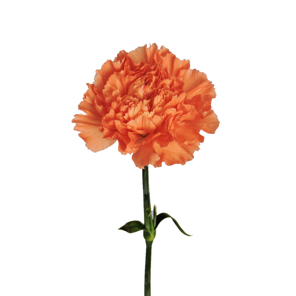 orange spray carnations