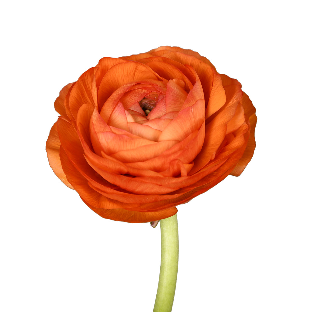 ranunculus rococo orange