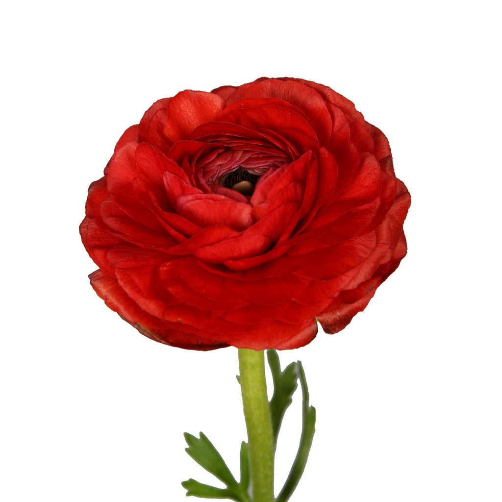 ranunculus single flower