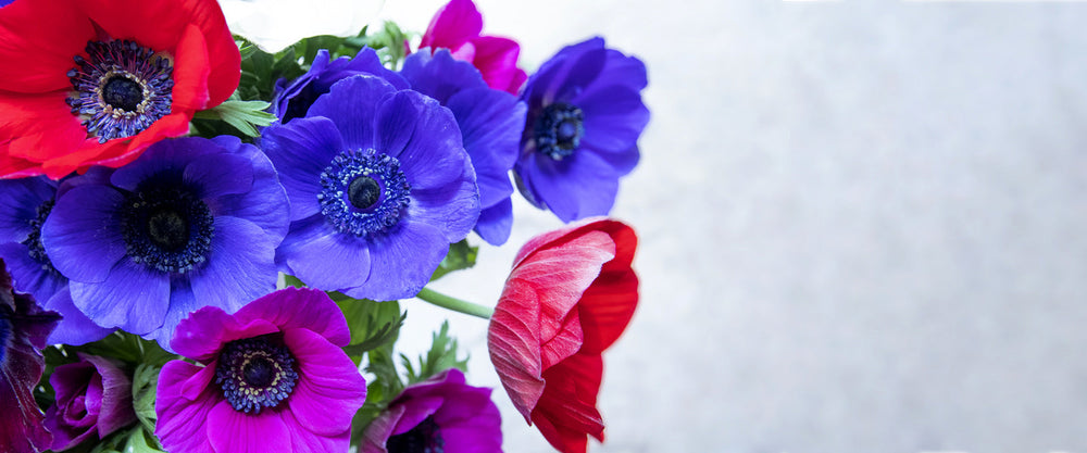 Anemones