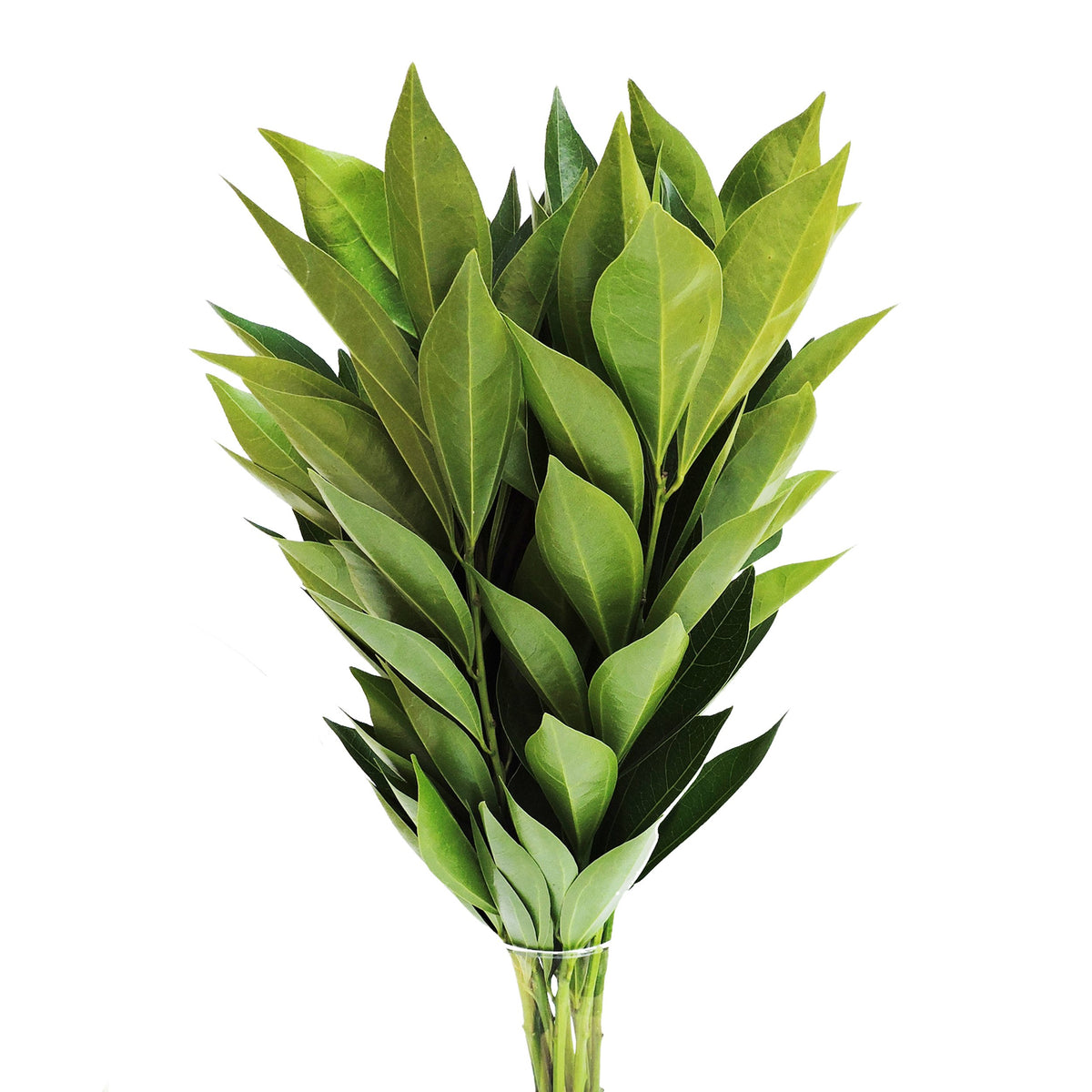 Cocculus – Bloomingmore