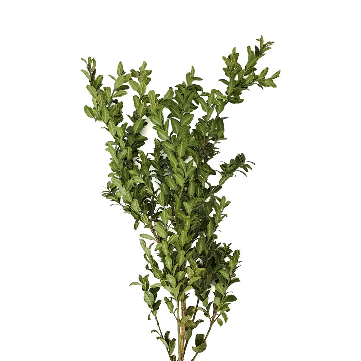 Oregonia Flower | Best Flower Site