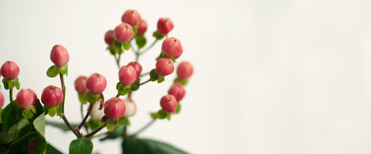 Hypericum – Bloomingmore