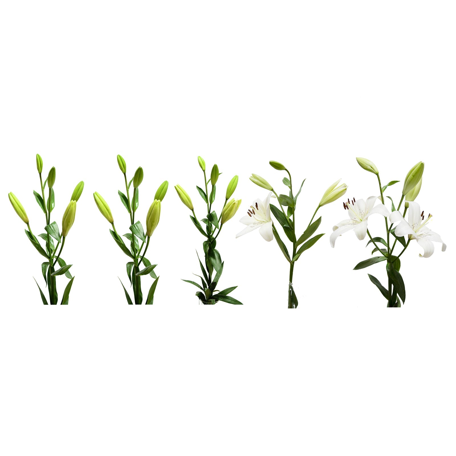 Buy Wholesale Lilies | Oriental Lilies | Asiatic Lilies | Free Shipping ...