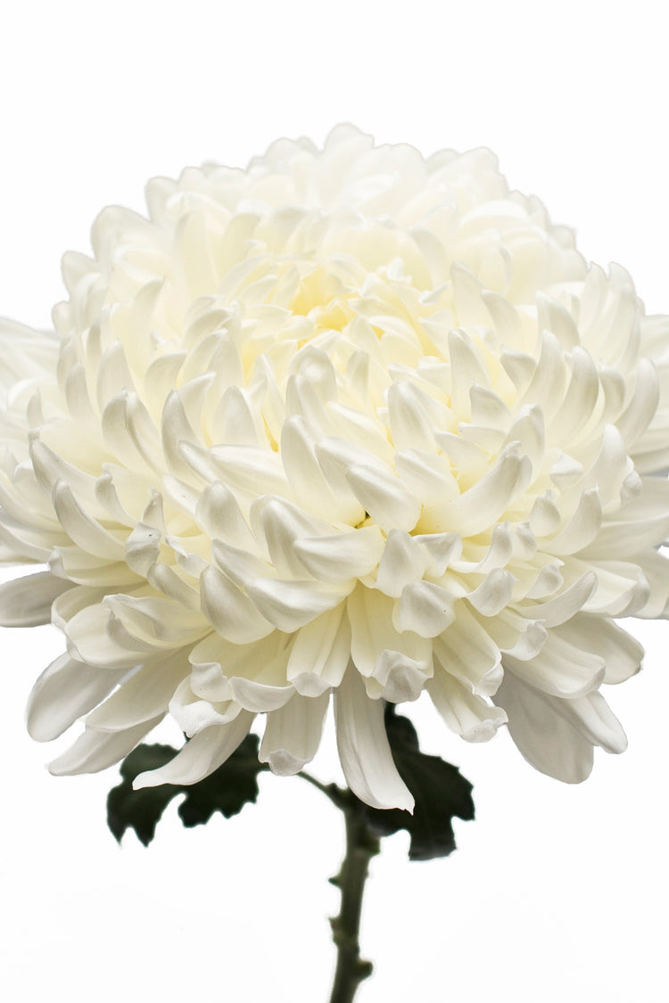 Wholesale White Football Mums | 30-70 Stems – Bloomingmore