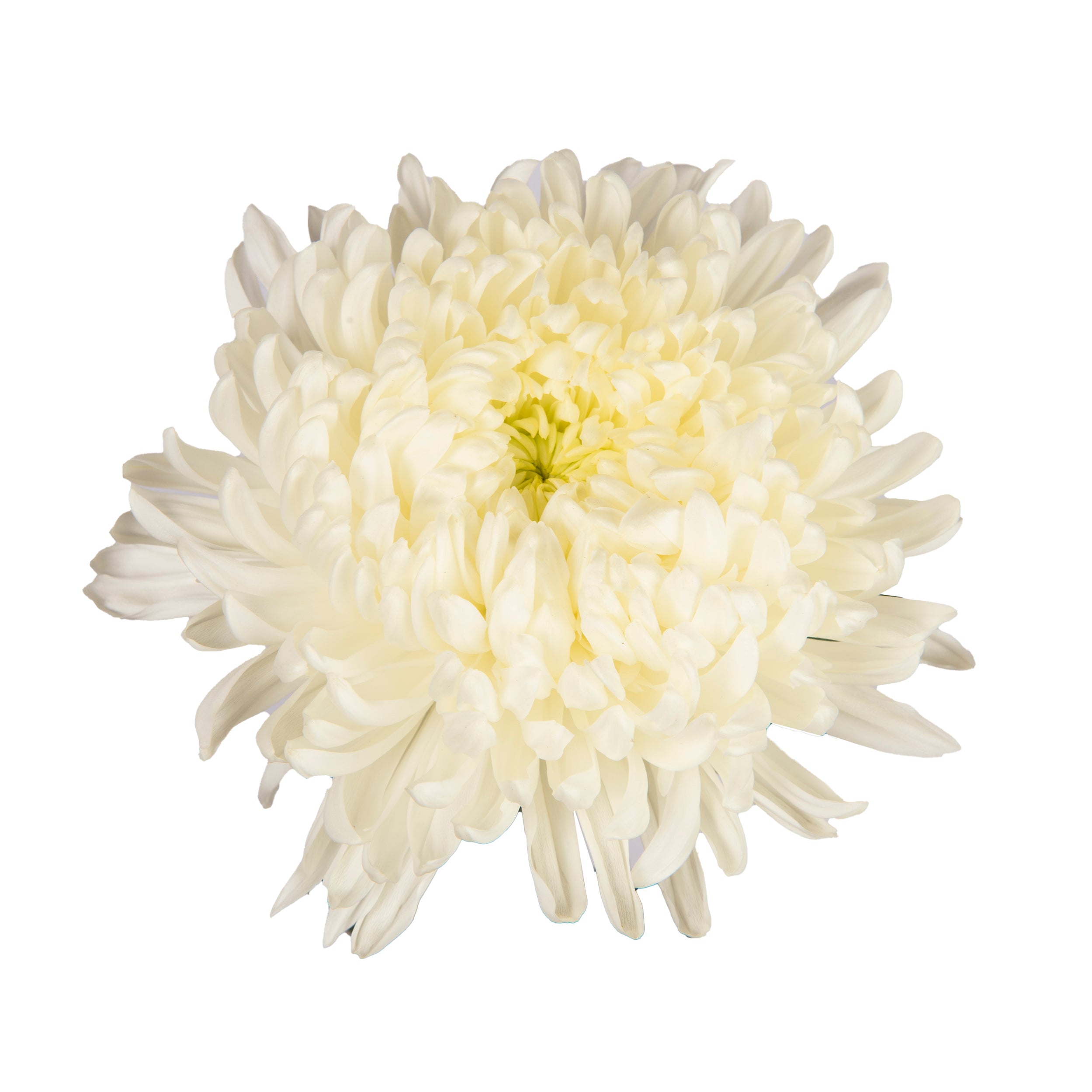 Wholesale White Football Mums | 30-70 Stems – Bloomingmore