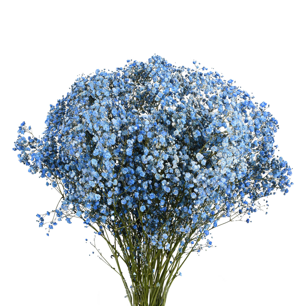 Baby's Breath Tinted Blue – Bloomingmore
