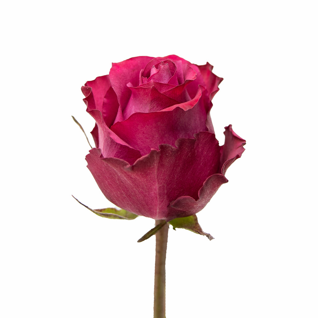 Blueberry Roses – Bloomingmore