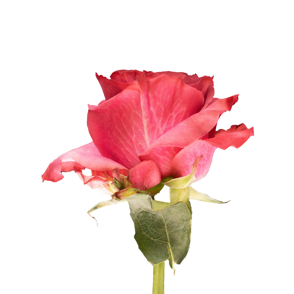Country Blues Roses – Bloomingmore