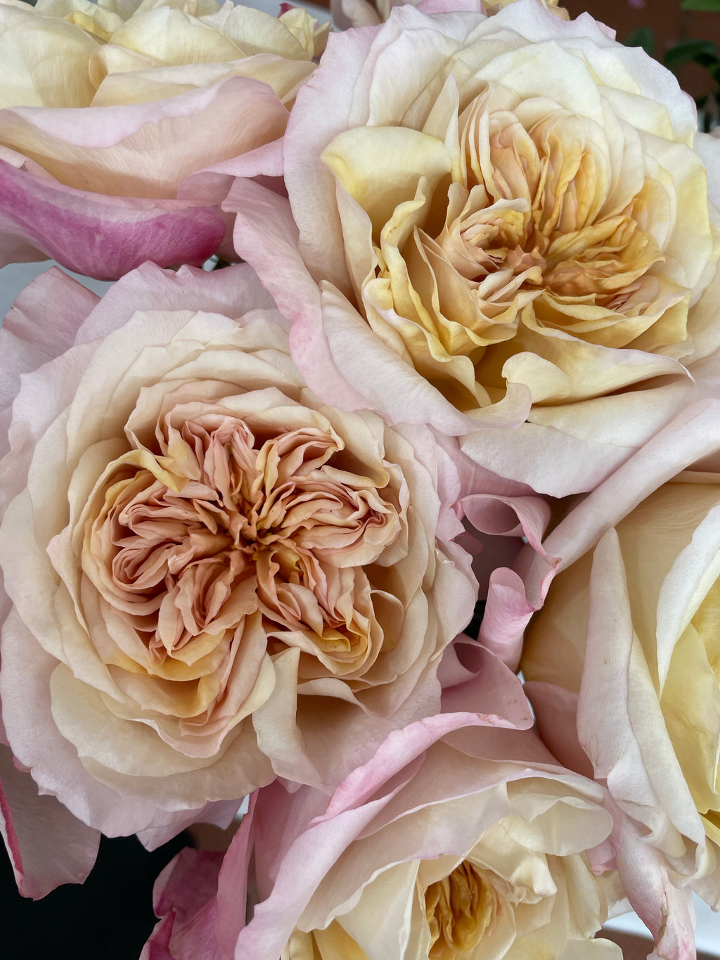 Wabara Garden Rose Collection - 36 Stems – Bloomingmore