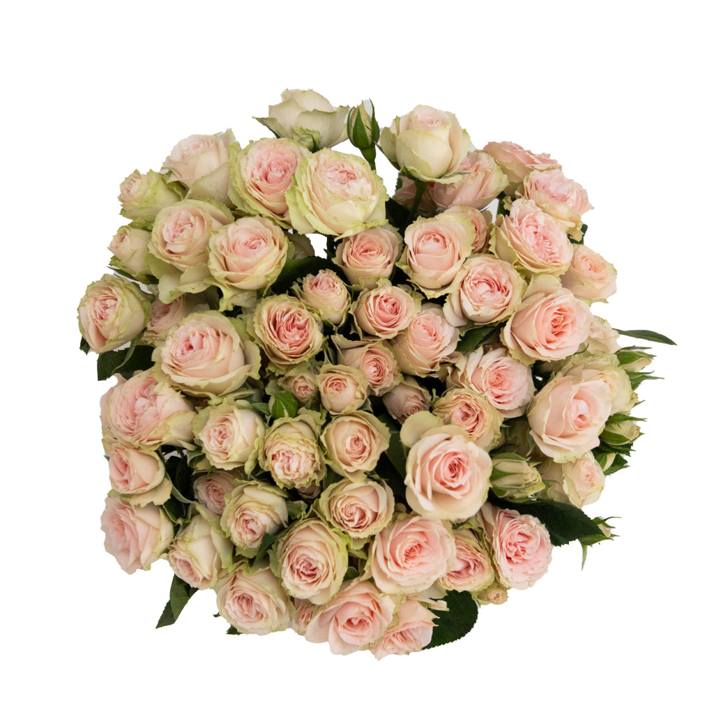 Peach_Spray_Roses_Bloomingmore_A.jpg?v=1755192841&width=1024
