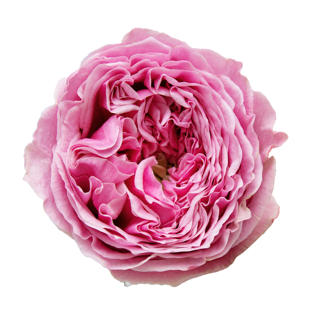 Pink Monster Garden Rose – Bloomingmore