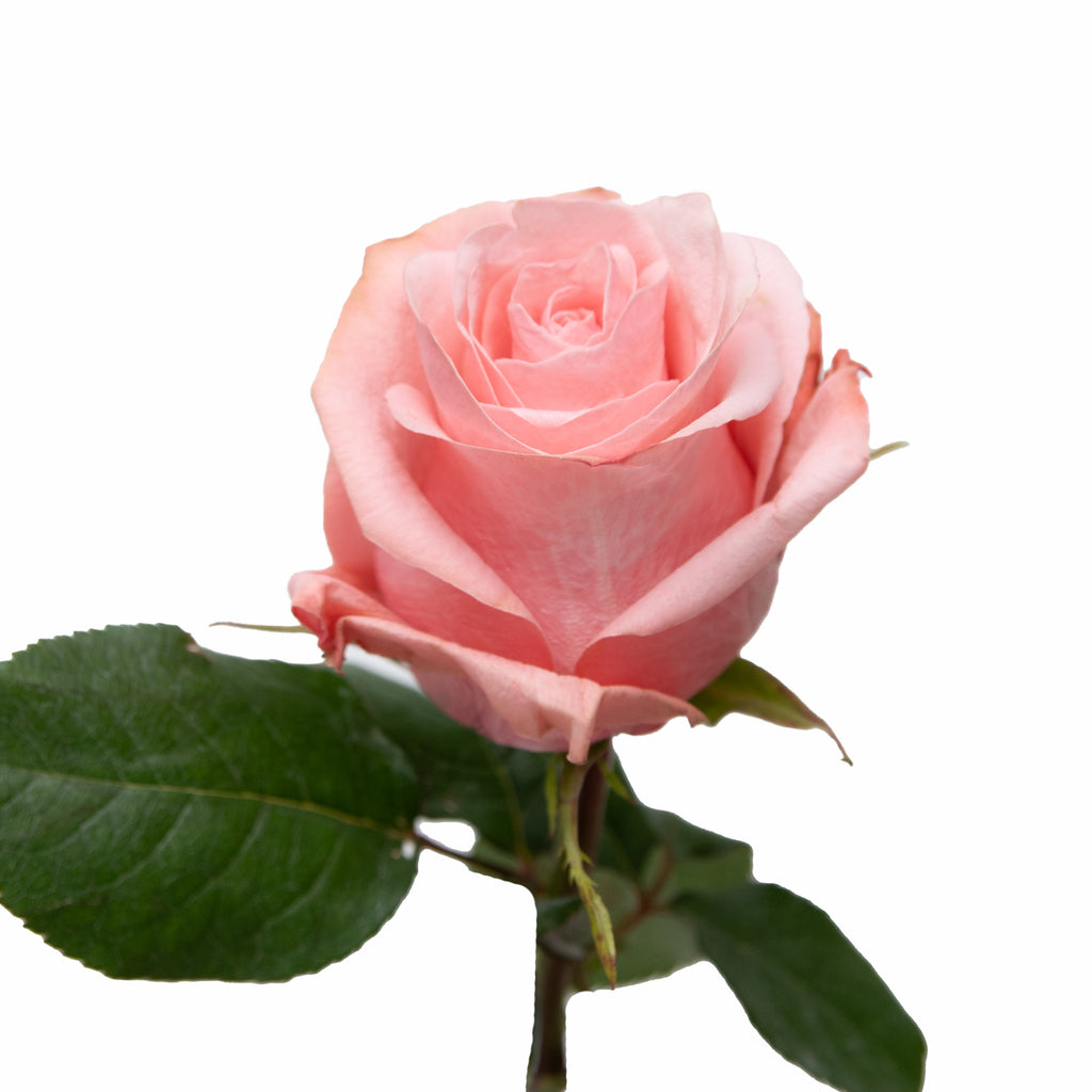 Be Sweet Roses – Bloomingmore