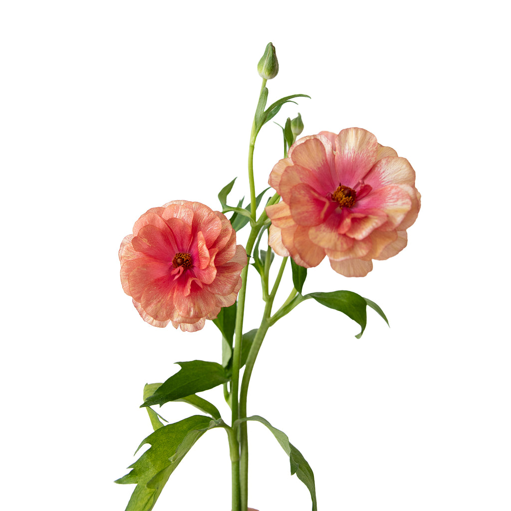 Ranunculus Butterfly Musa – Bloomingmore