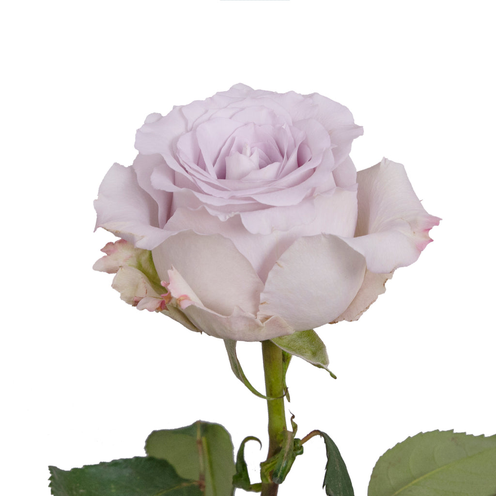 Andrea_Roses_Bloomingmore_A.jpg?v=1755224919&width=1024