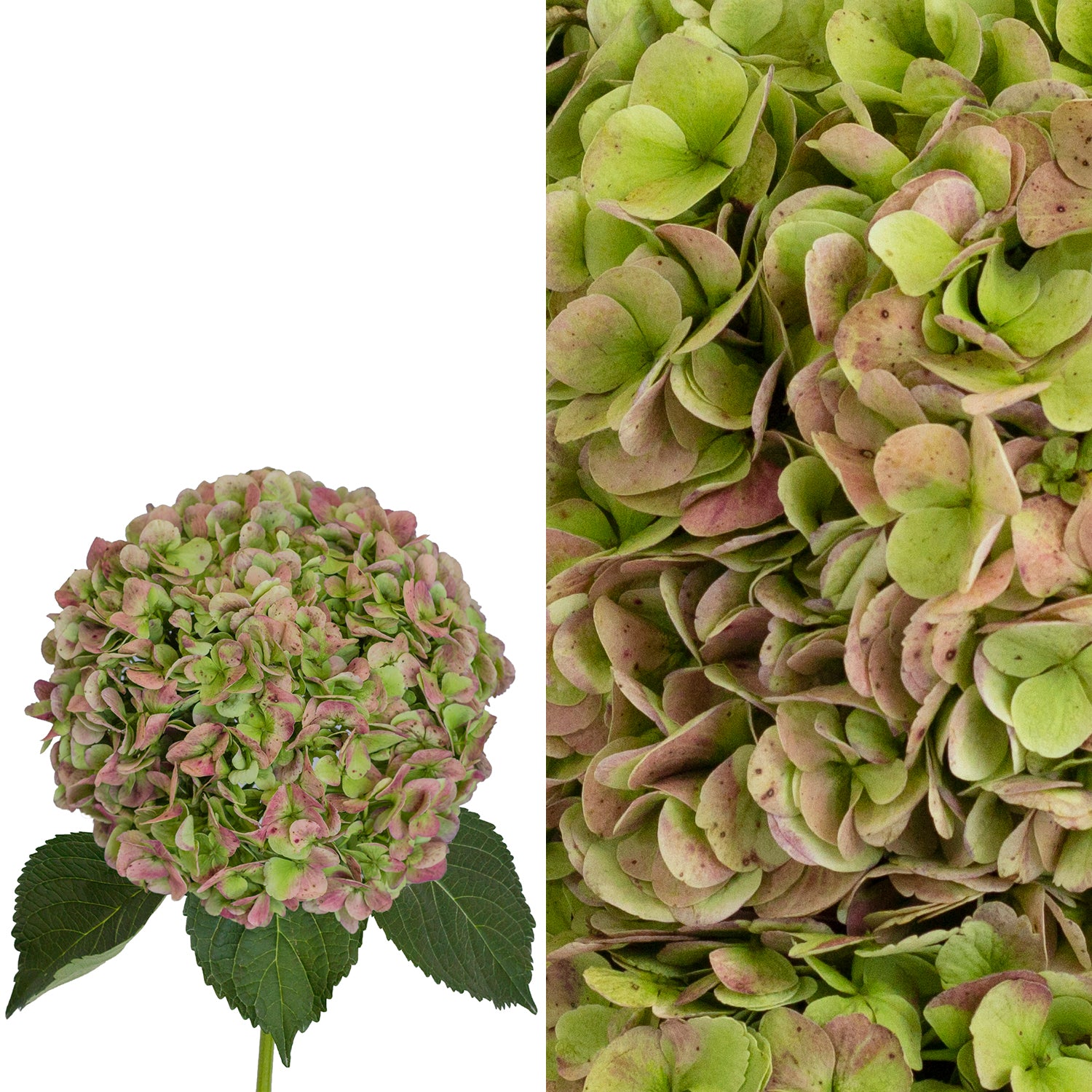 green hydrangeas real