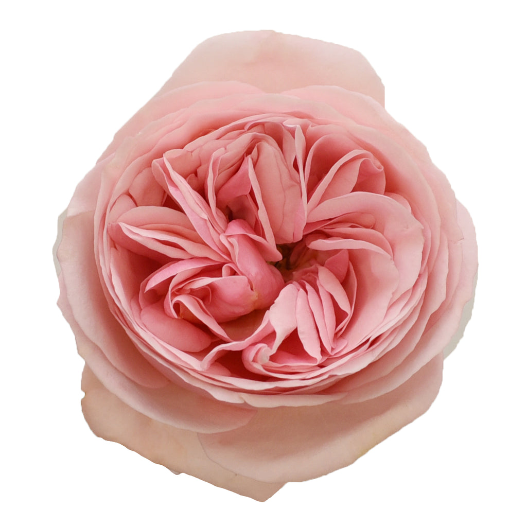 Aphrodite Garden Rose – Bloomingmore