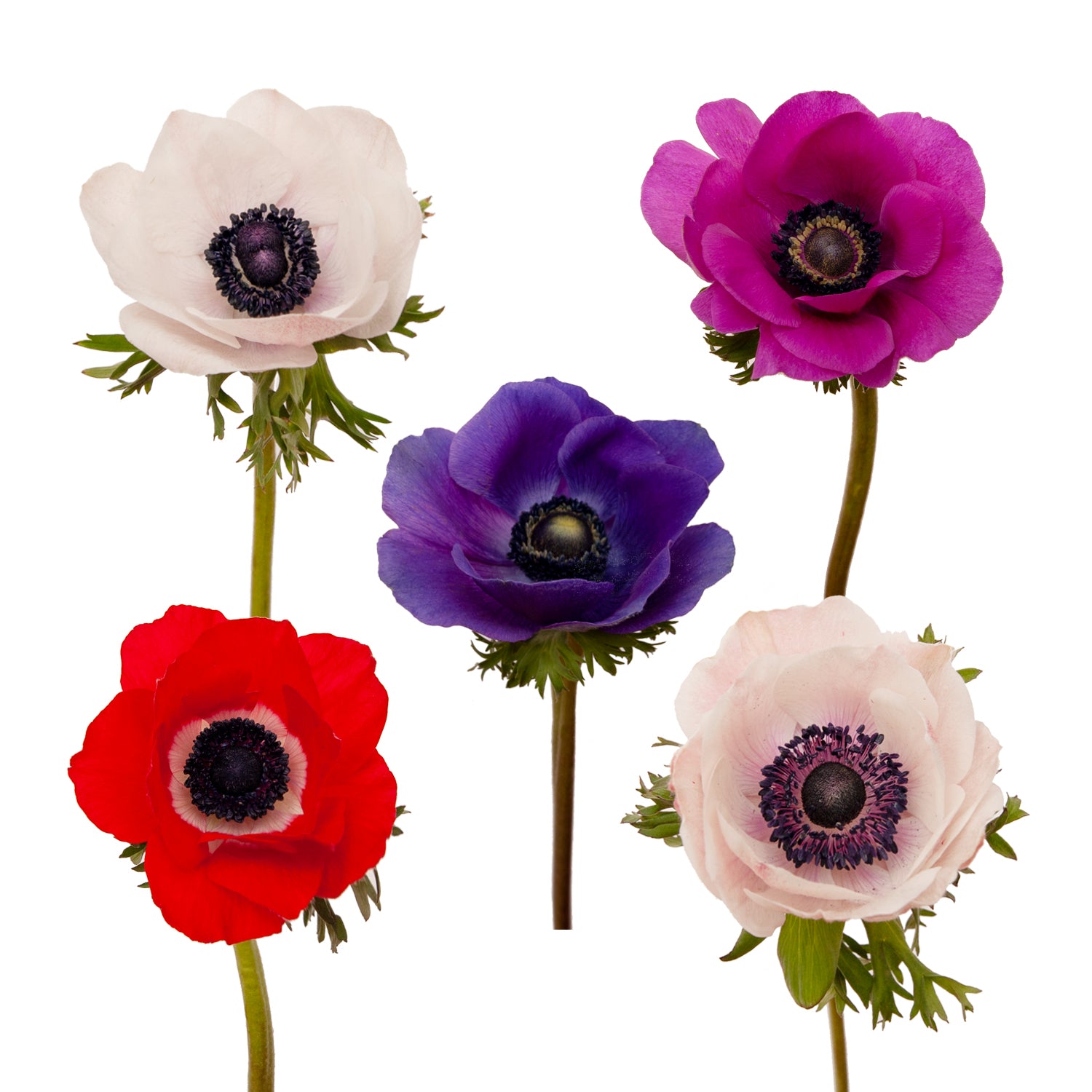 anemones by post
