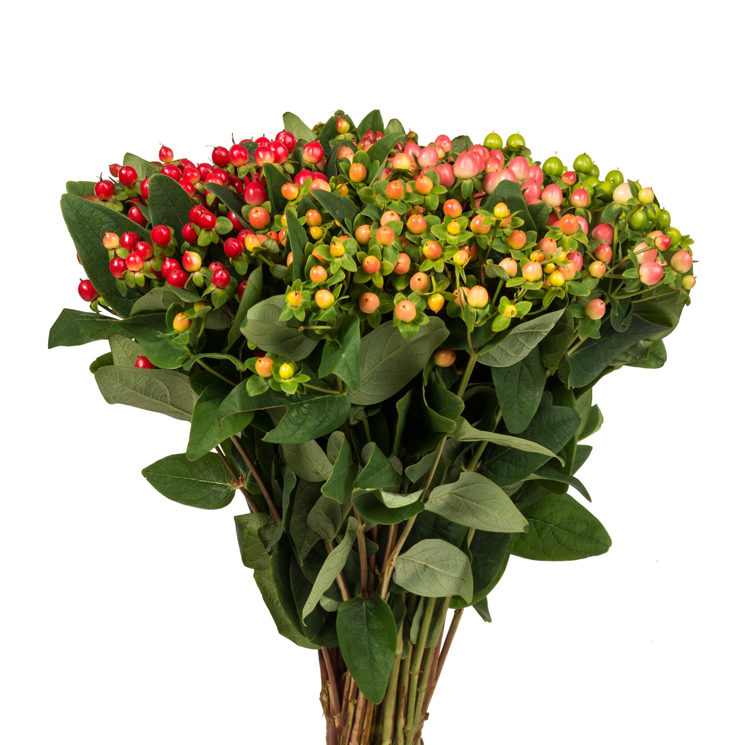 hypericum bouquet