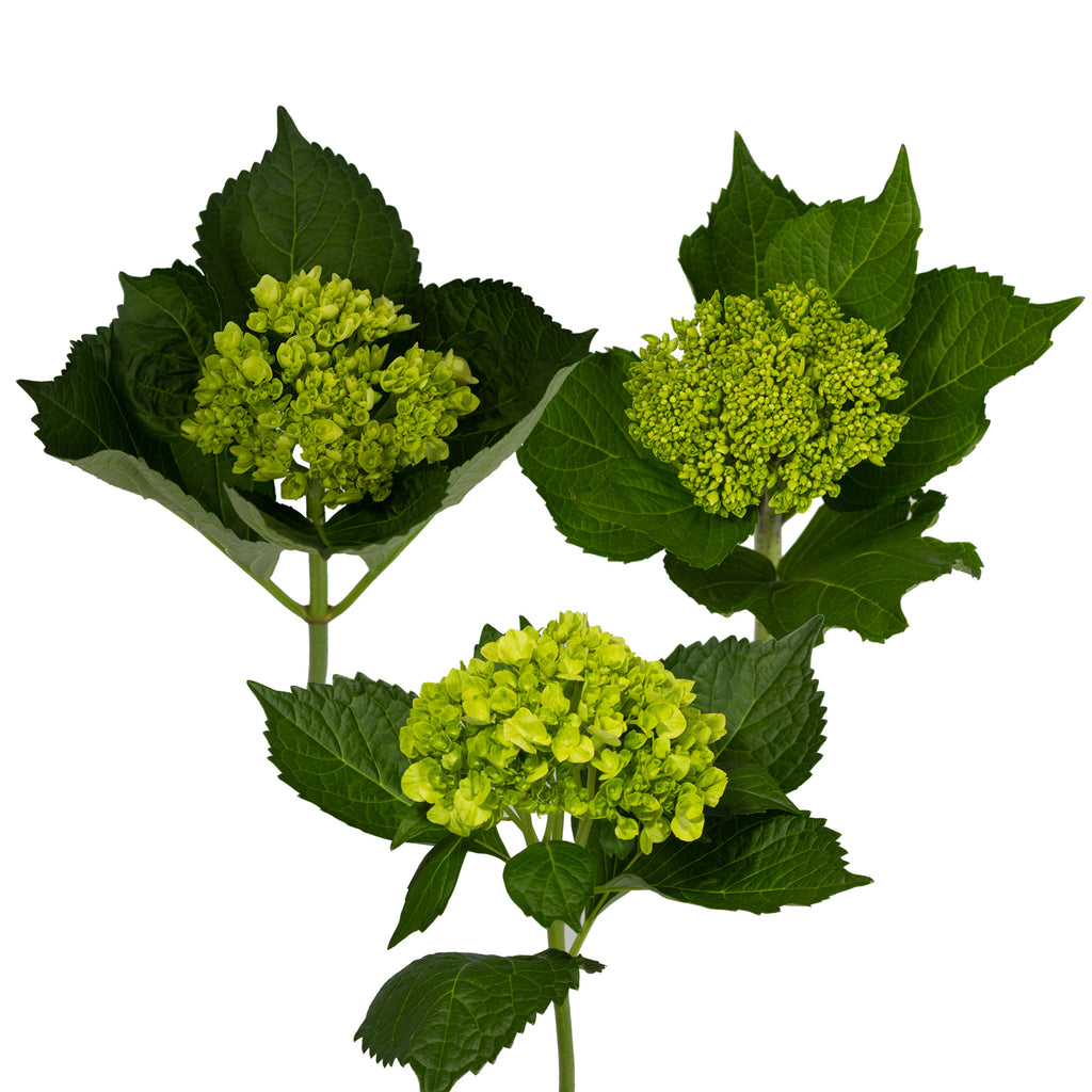 Assorted Mini Green Hydrangeas – Bloomingmore