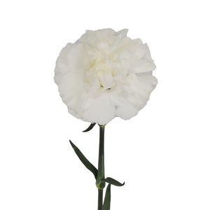 Wholesale White Carnations | Boxes of 50-200 Stems – Bloomingmore
