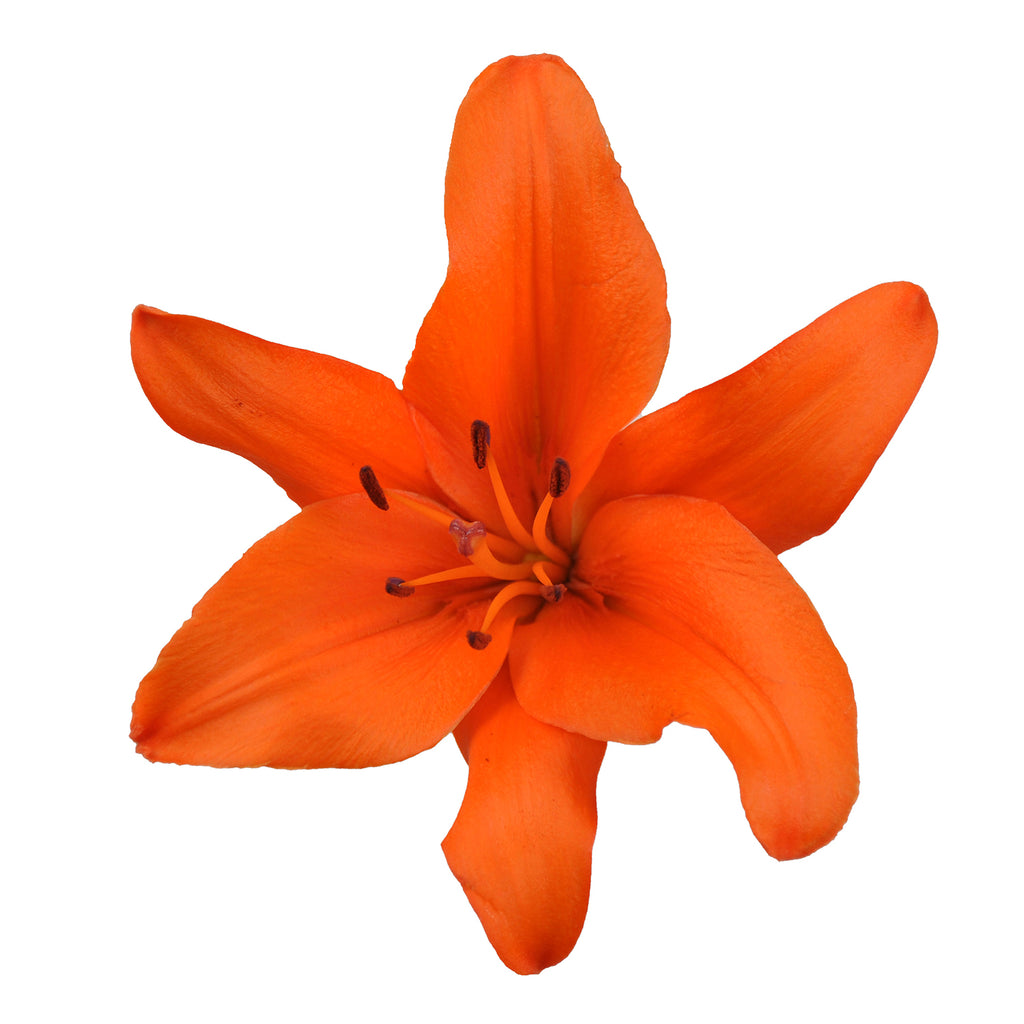 Wholesale Orange L.A Hybrid Lilies | 20-40 Stems – Bloomingmore