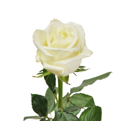 Green & White Roses | Premium Wholesale Flowers – Bloomingmore
