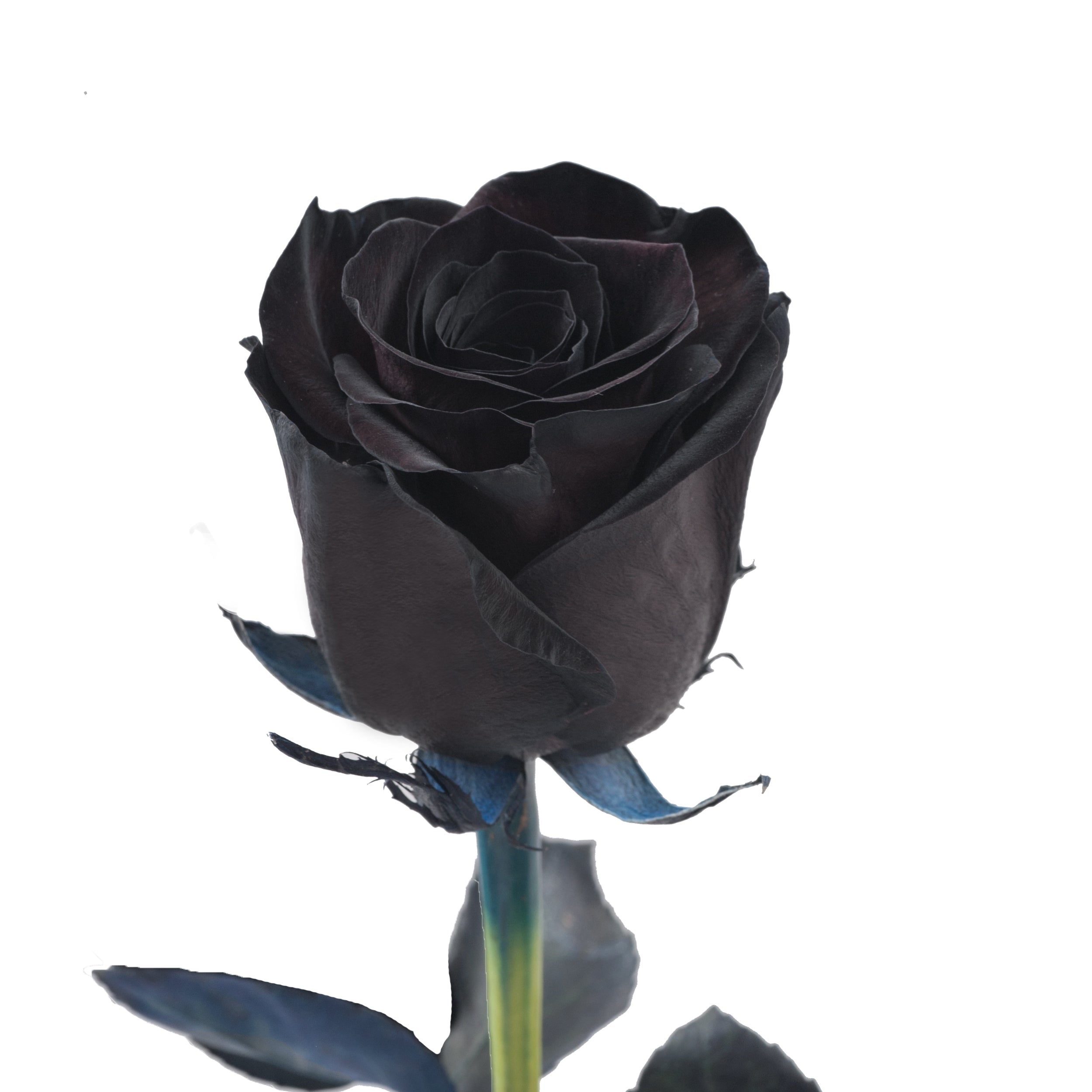 black rose