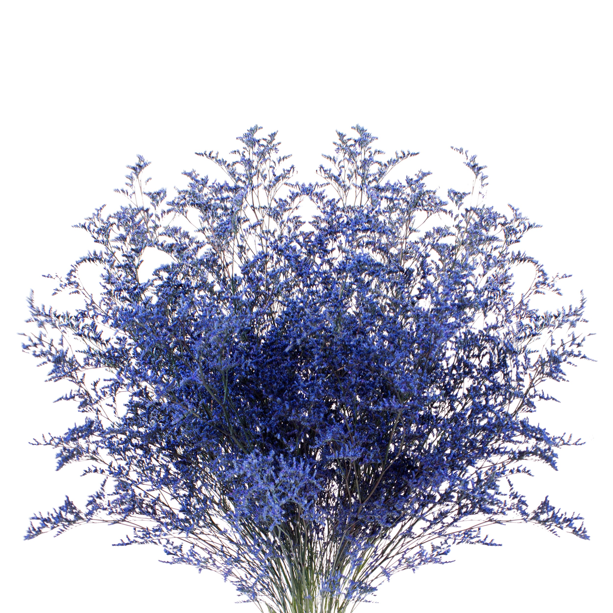 blue limonium