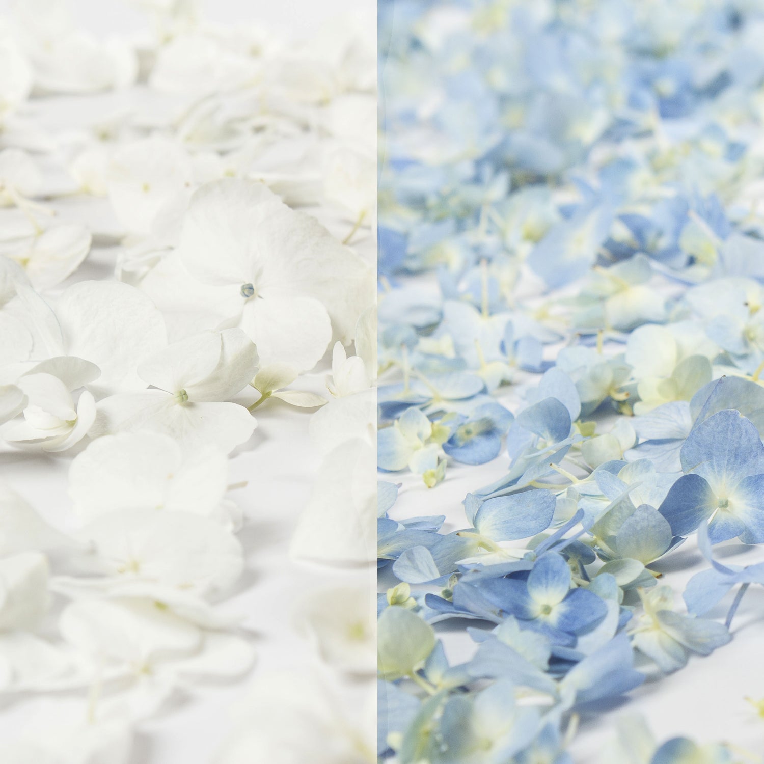 white hydrangea petals