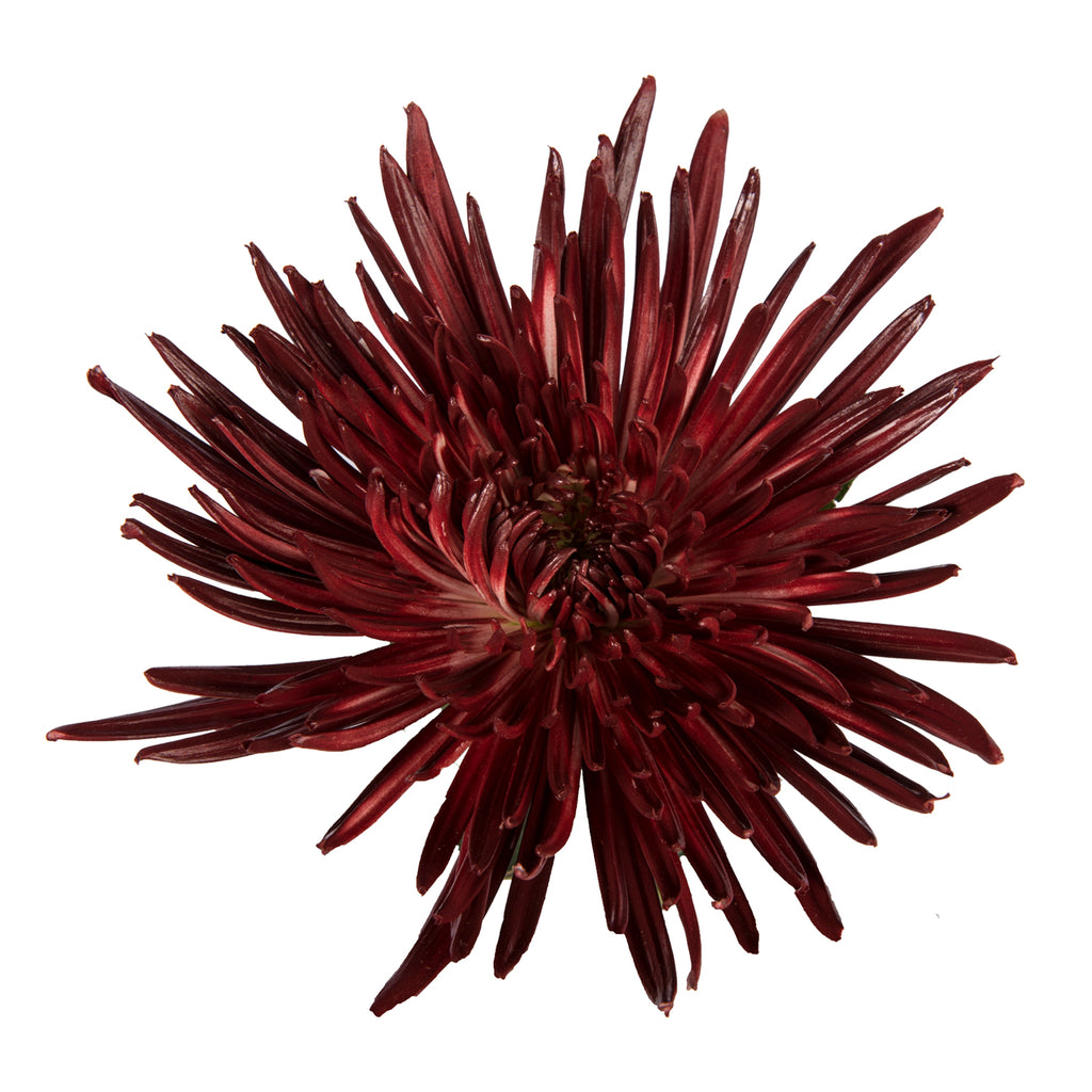 Burgundy Painted Anastasia Spider Mums – Bloomingmore