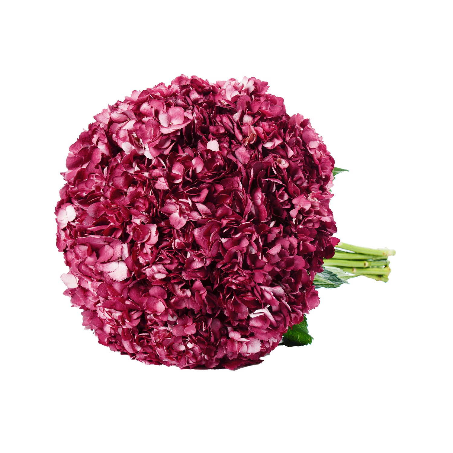 hydrangea burgundy