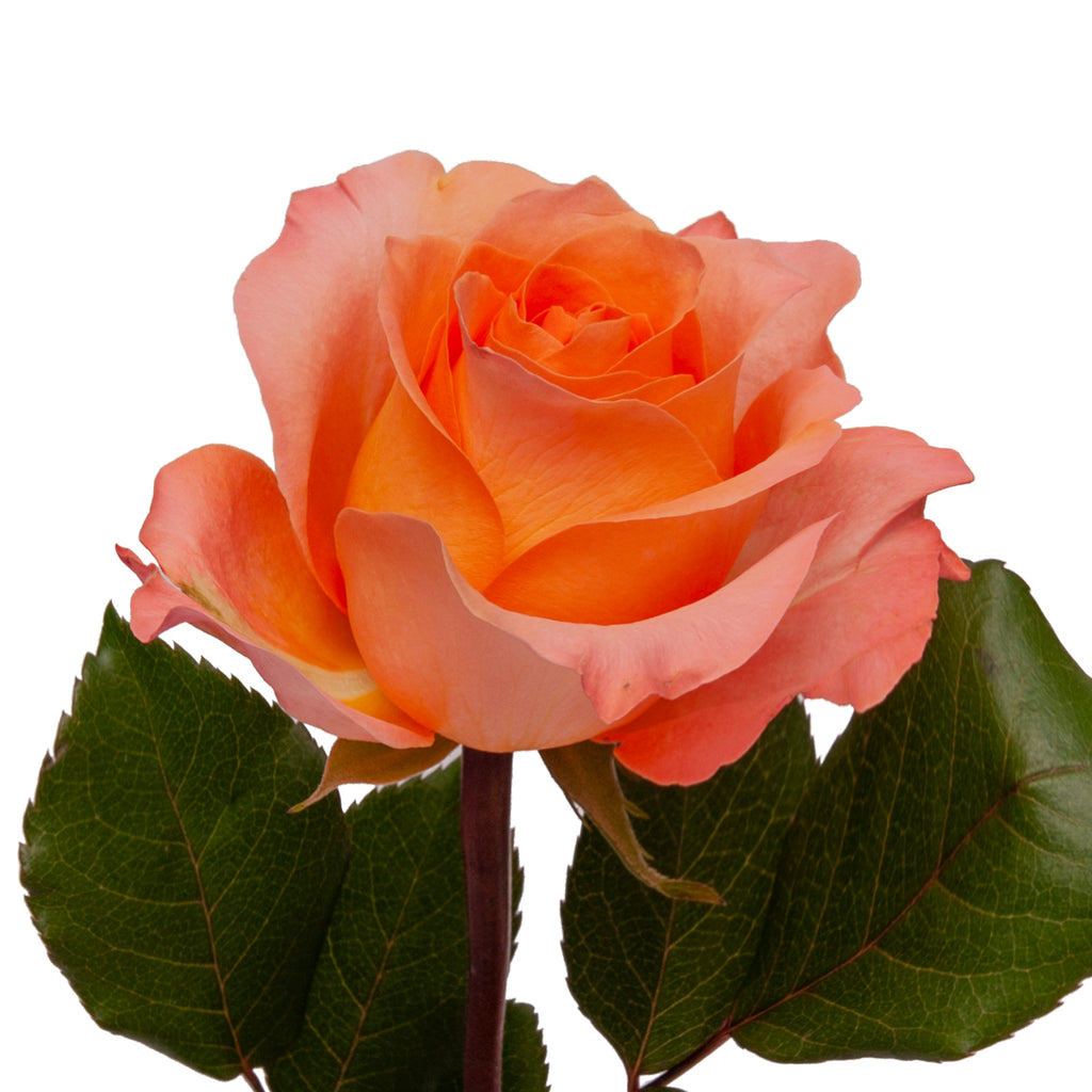 Rosas de arrecife de coral – Bloomingmore