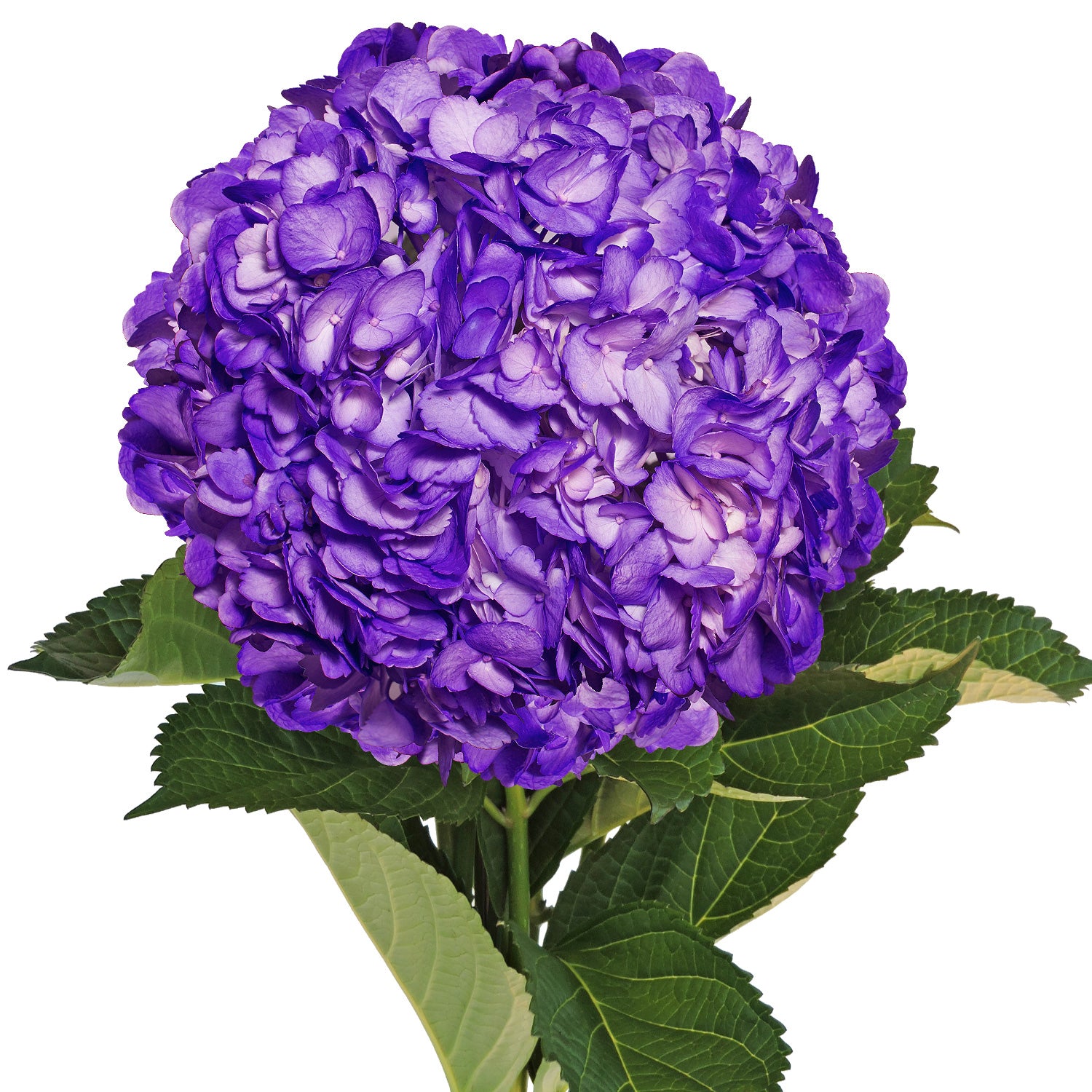 dark purple hydrangea