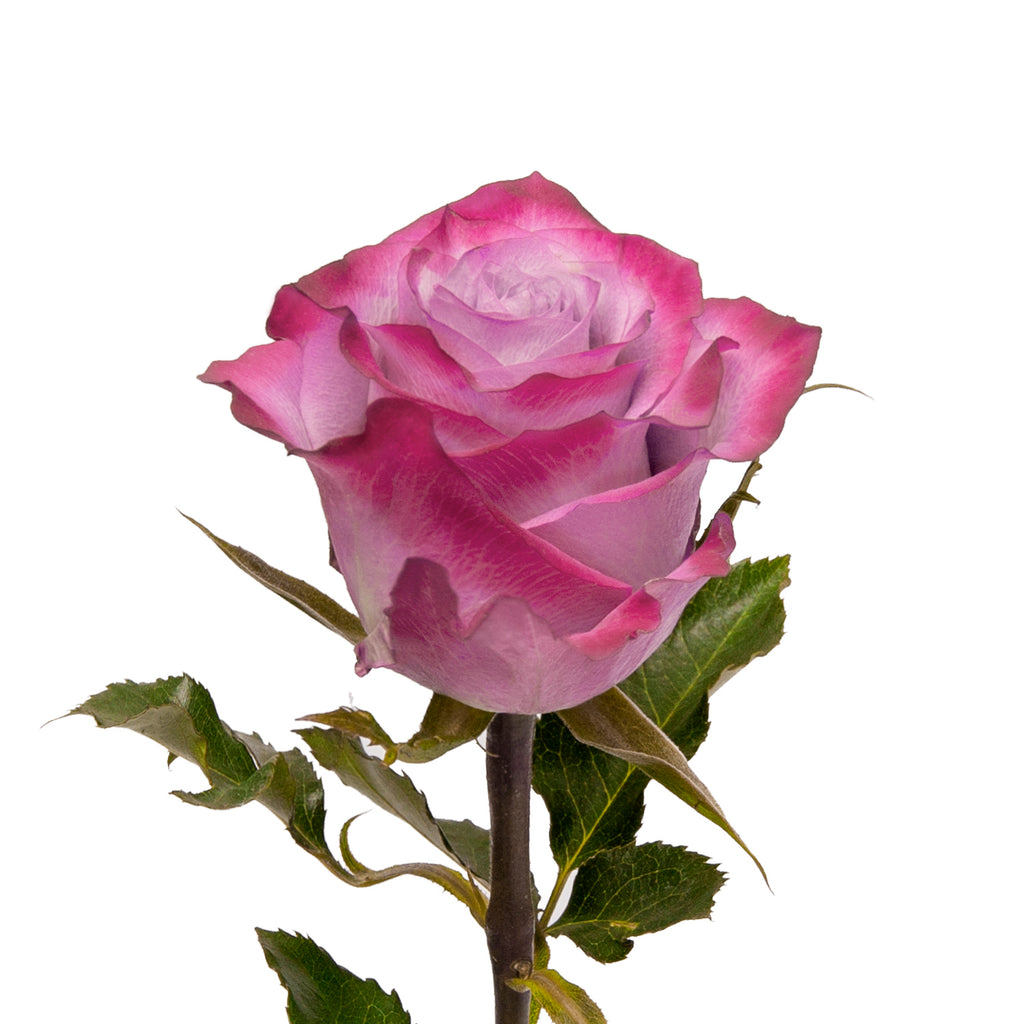 Ever Most Beautiful Purple Rose 5 Flowers That Look Like Roses, But