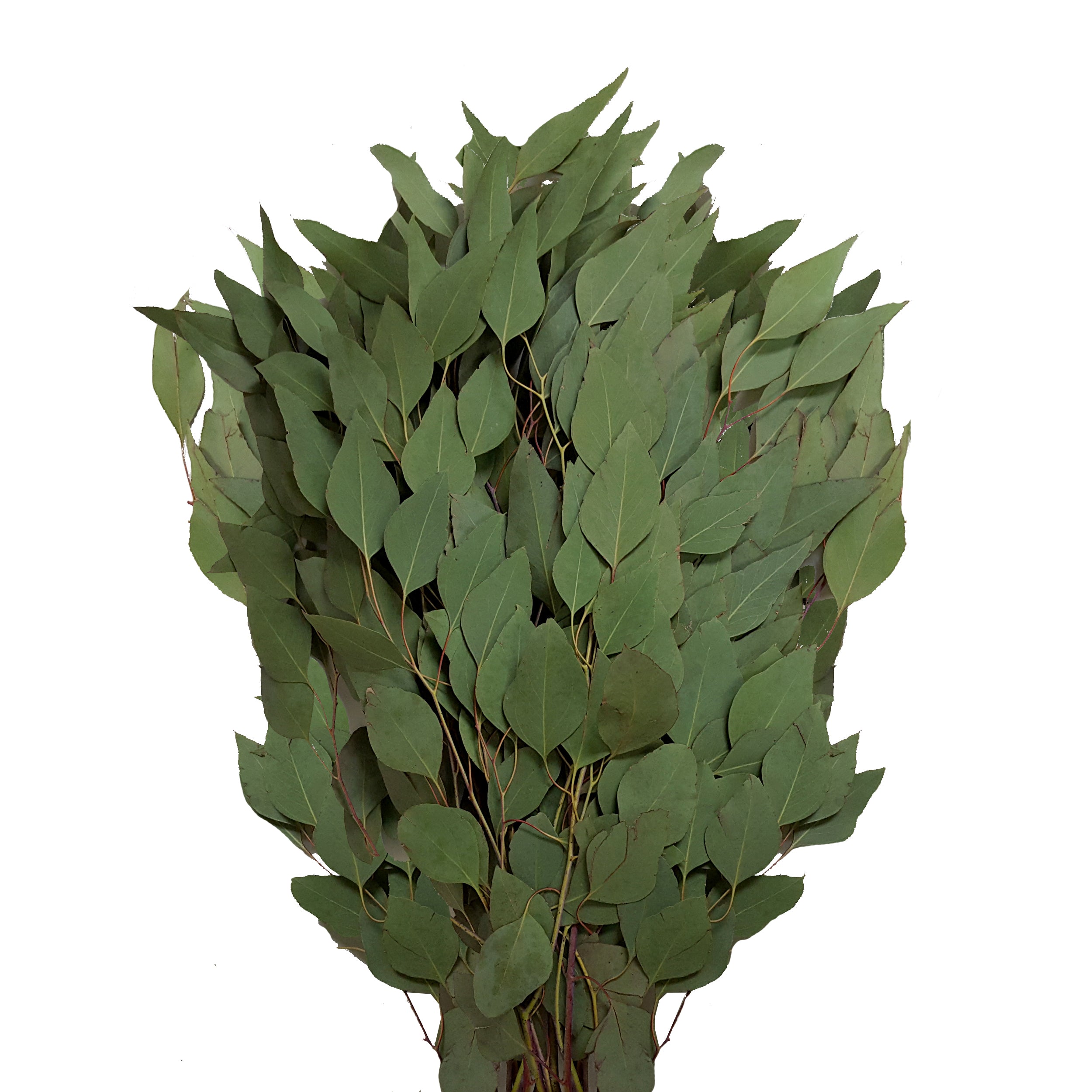 silver dollar eucalyptus