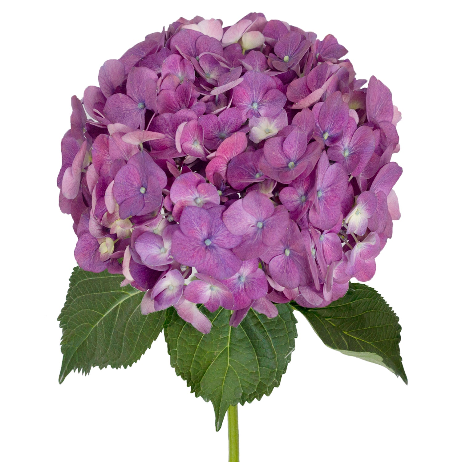light purple hydrangeas