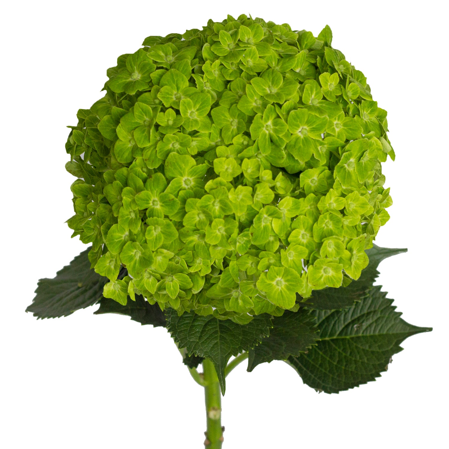 green hydrangea tomahawk