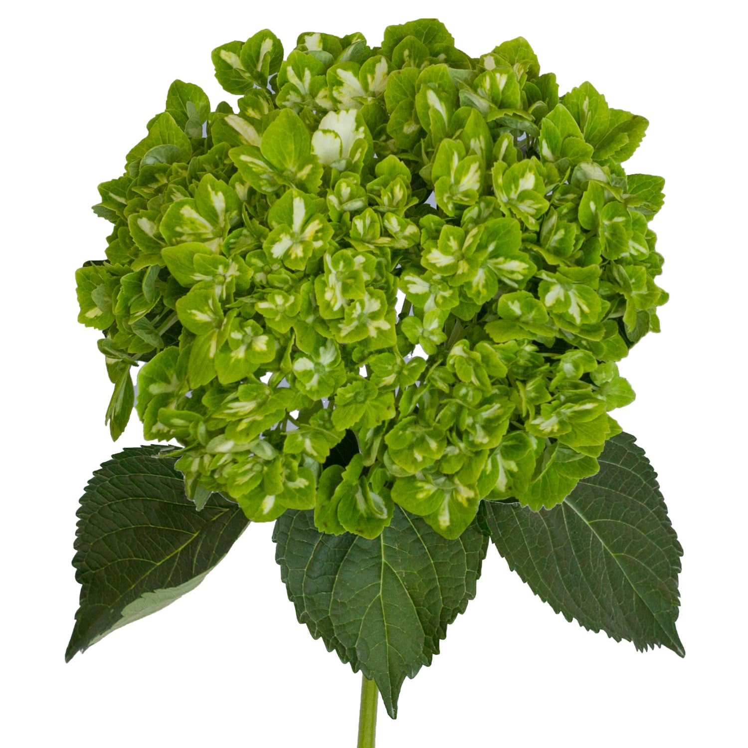 green hydrangea tomahawk