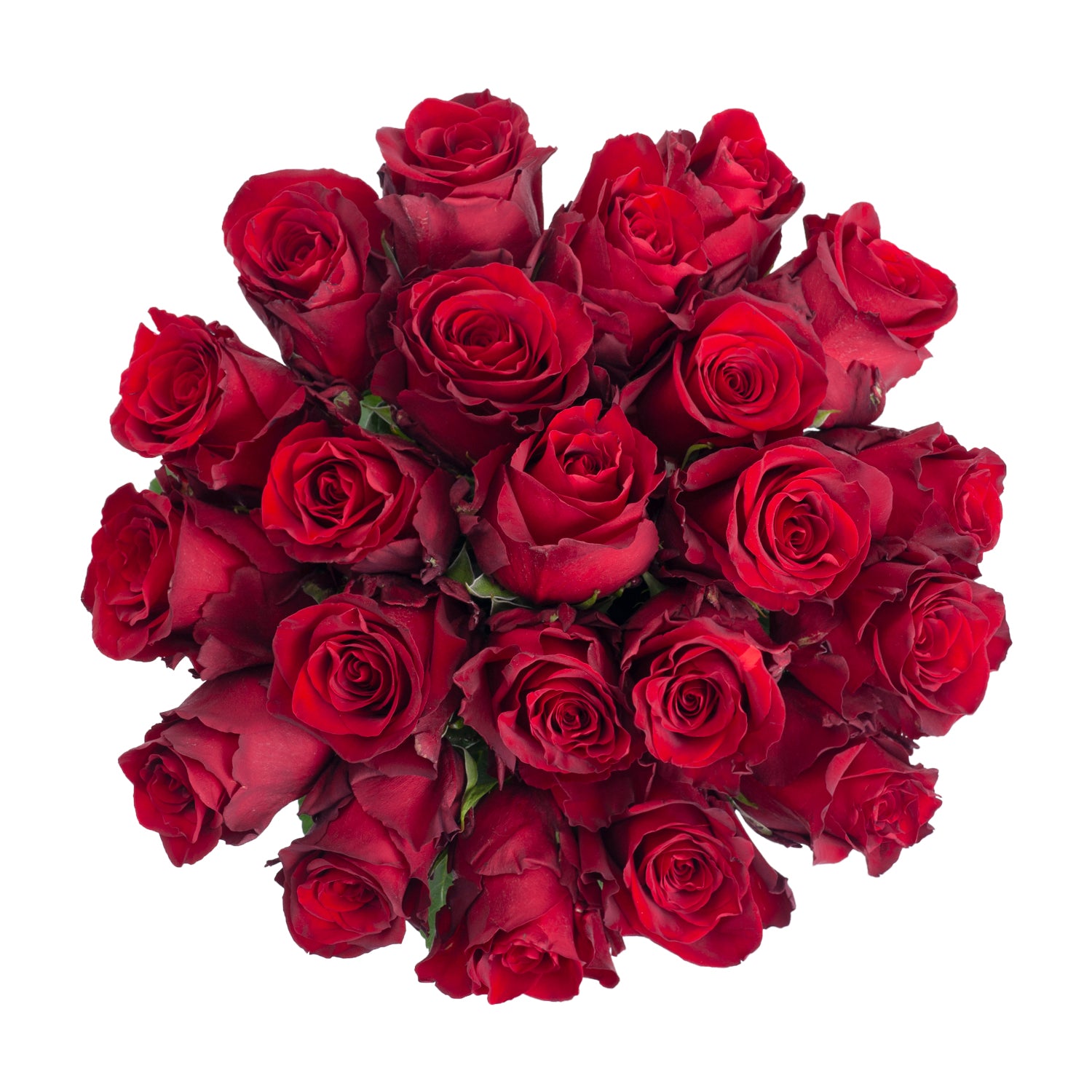 red rose description