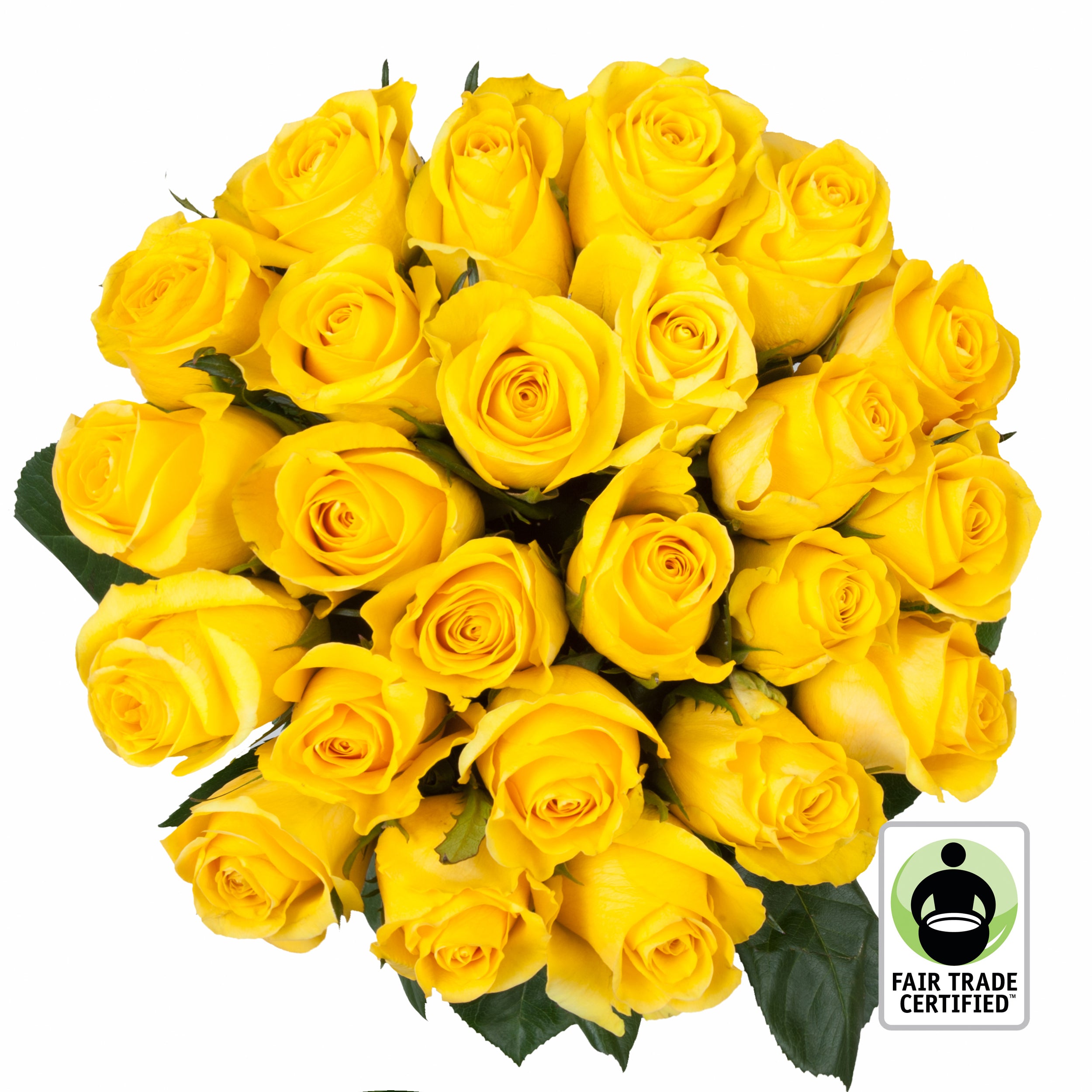 yellow fly roses