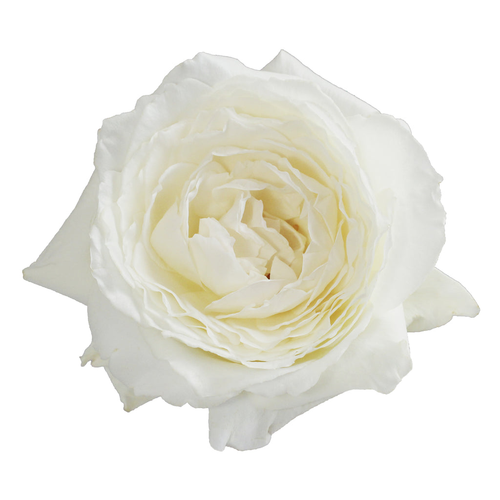 Garden Rose Japanese, Princess Miyuki – Bloomingmore