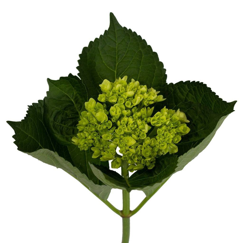 Green Natural Mini Hydrangeas – Bloomingmore