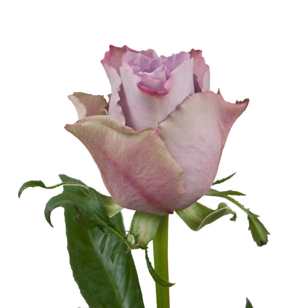 Grey Knight Roses – Bloomingmore