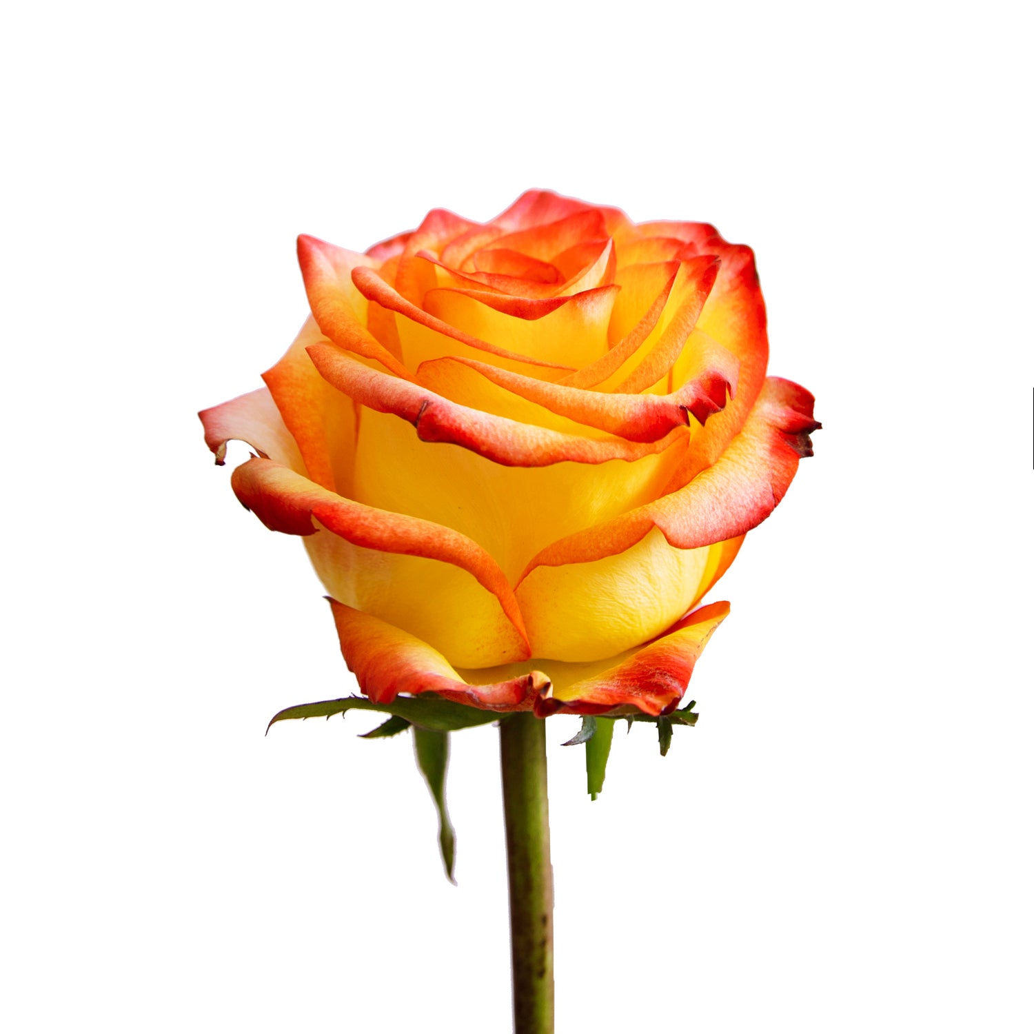 orange and yellow roses