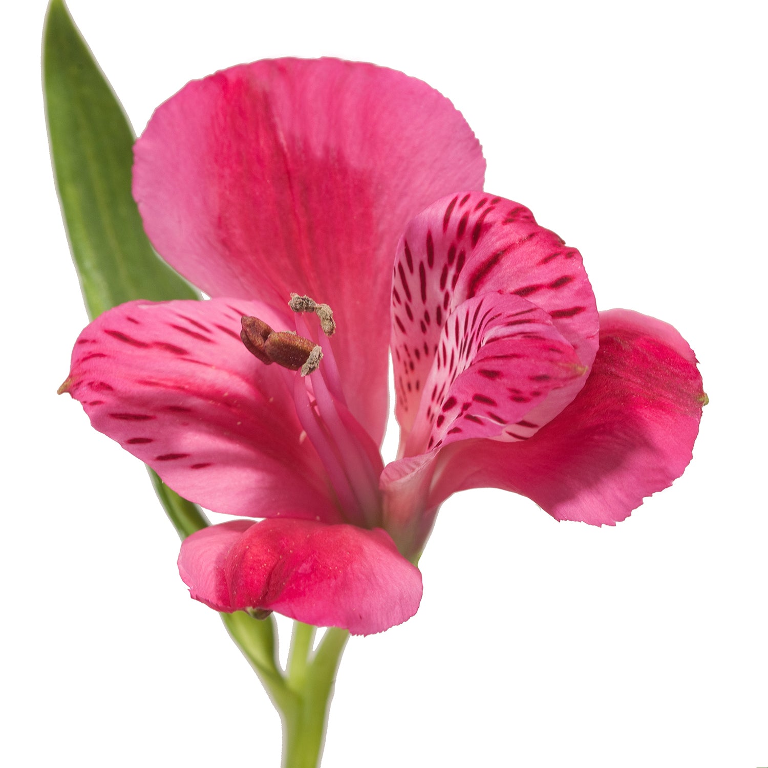 alstroemeria flower pink