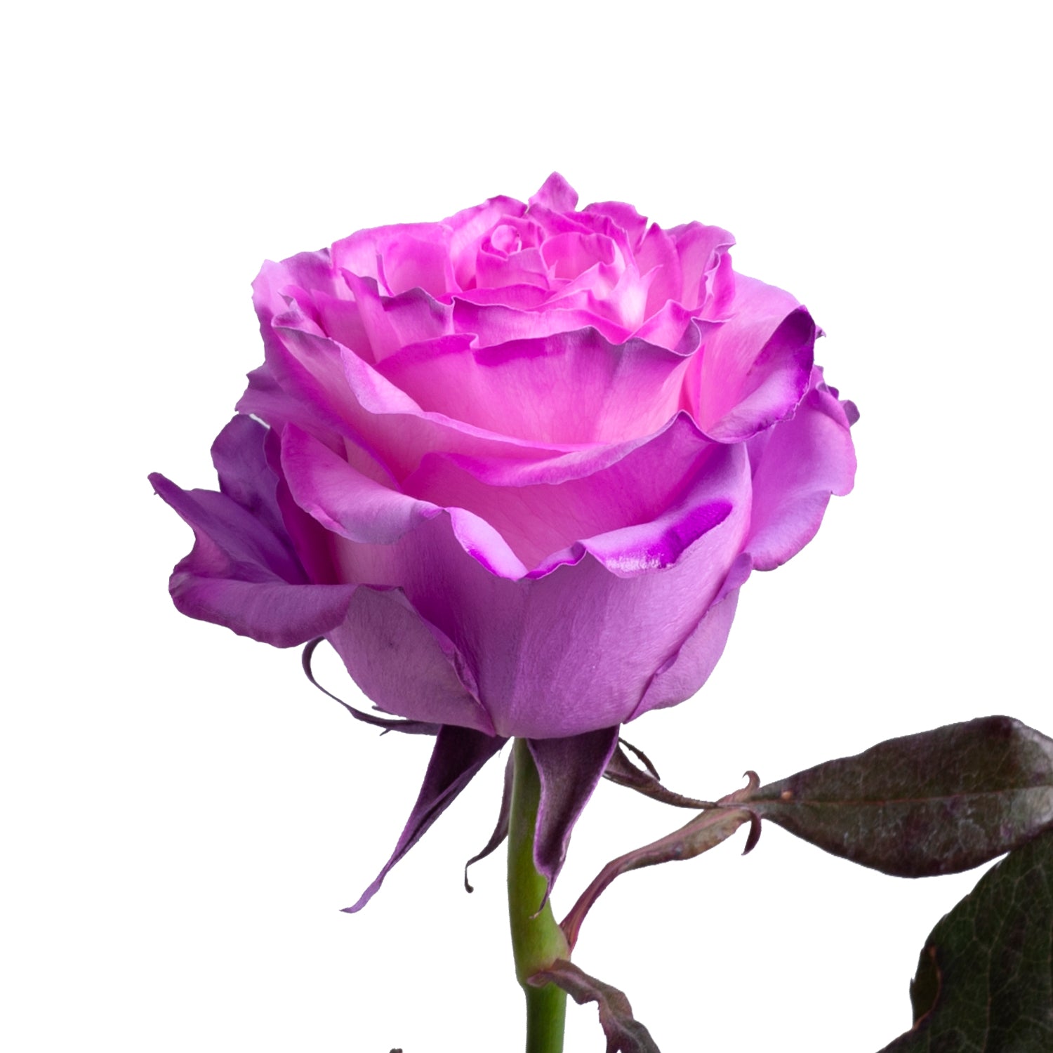 single stem purple rose